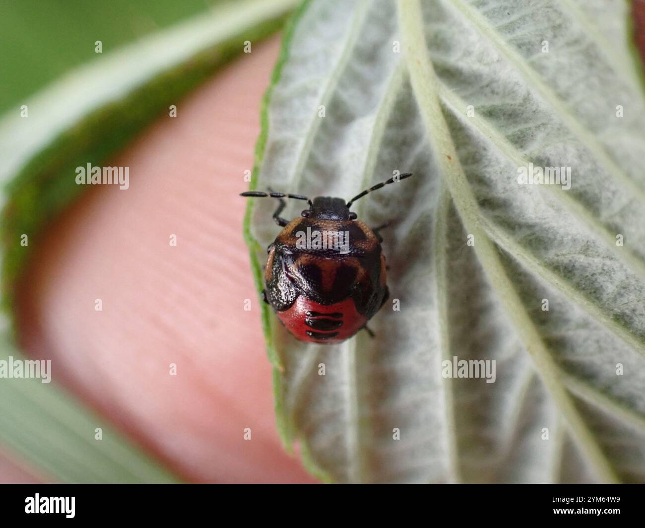 True Bugs (Heteroptera Stock Photo - Alamy
