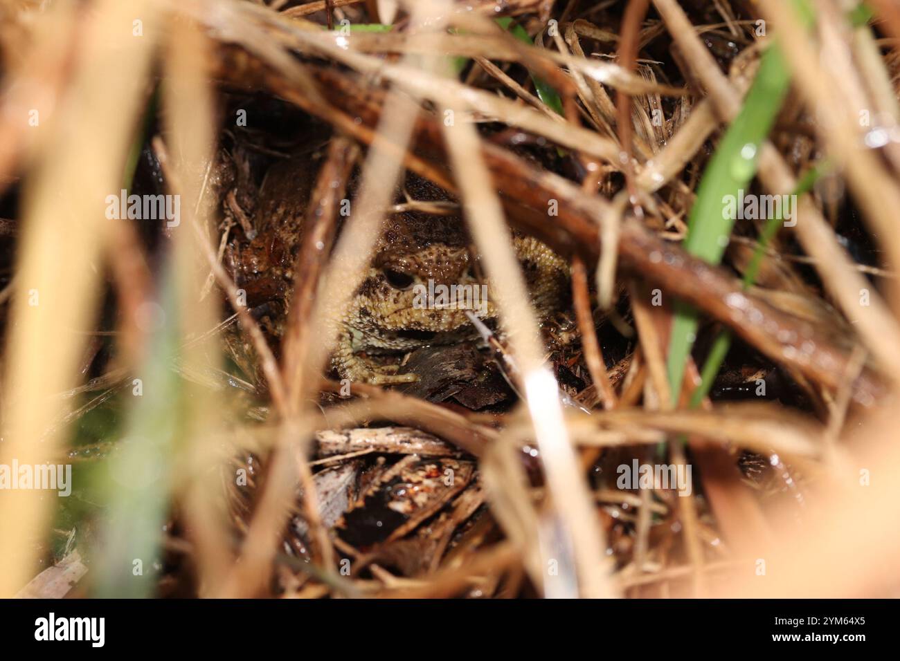 Giant Rain Frog (Breviceps gibbosus Stock Photo - Alamy