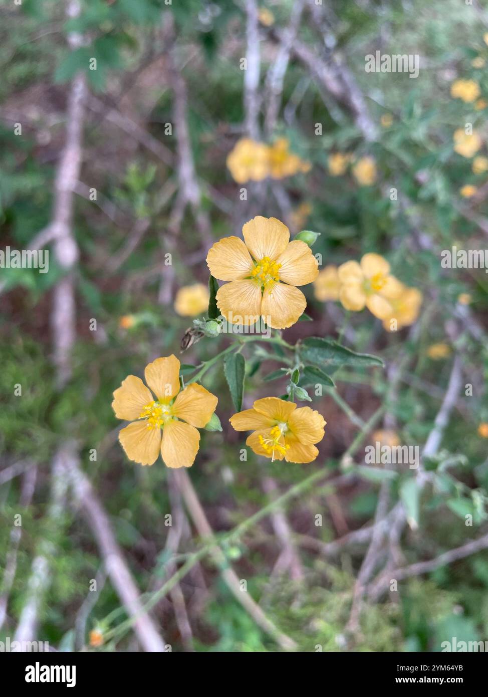 sweet Indian Mallow (Abutilon fruticosum Stock Photo - Alamy