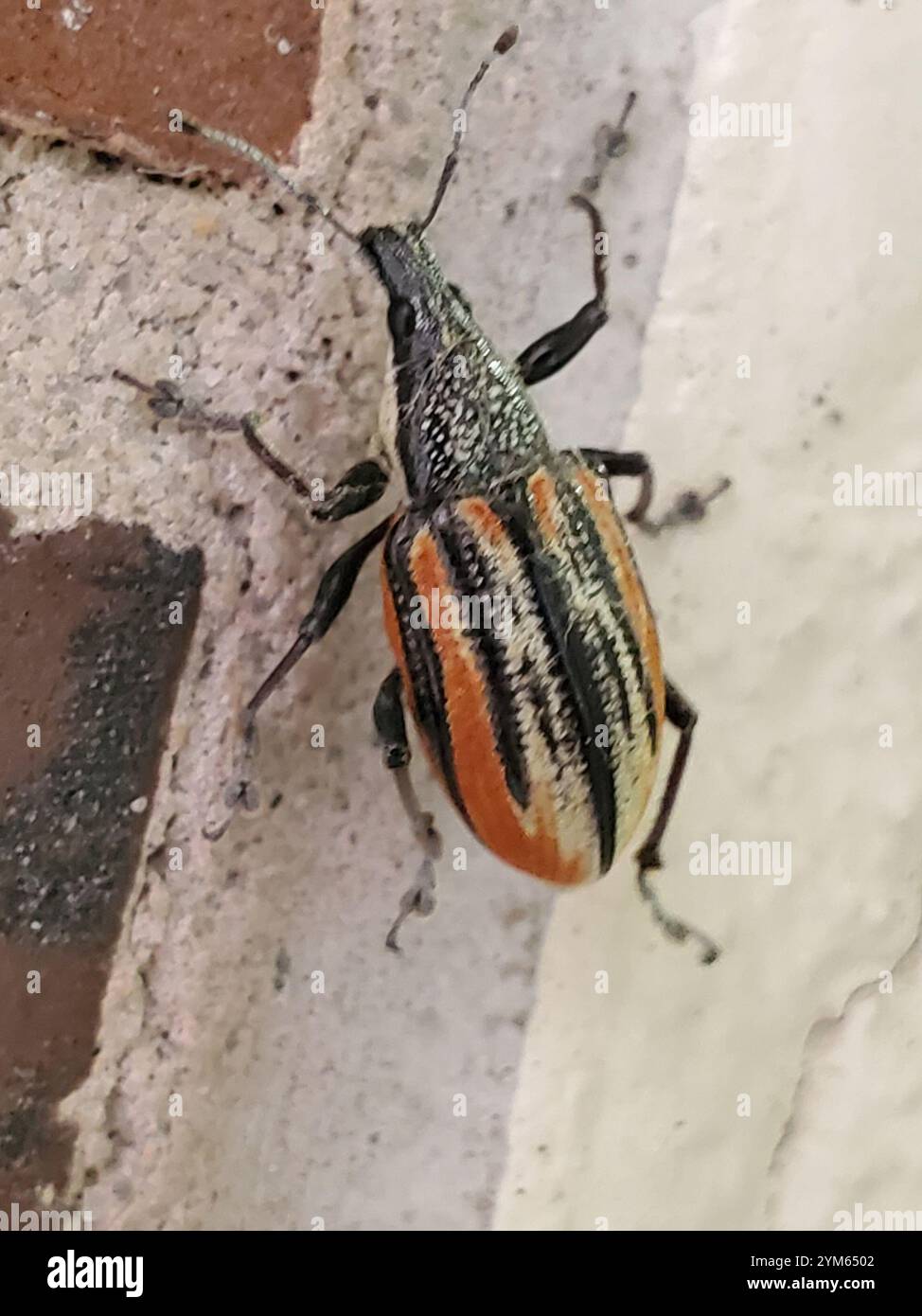 Diaprepes abbreviatus hi-res stock photography and images - Alamy