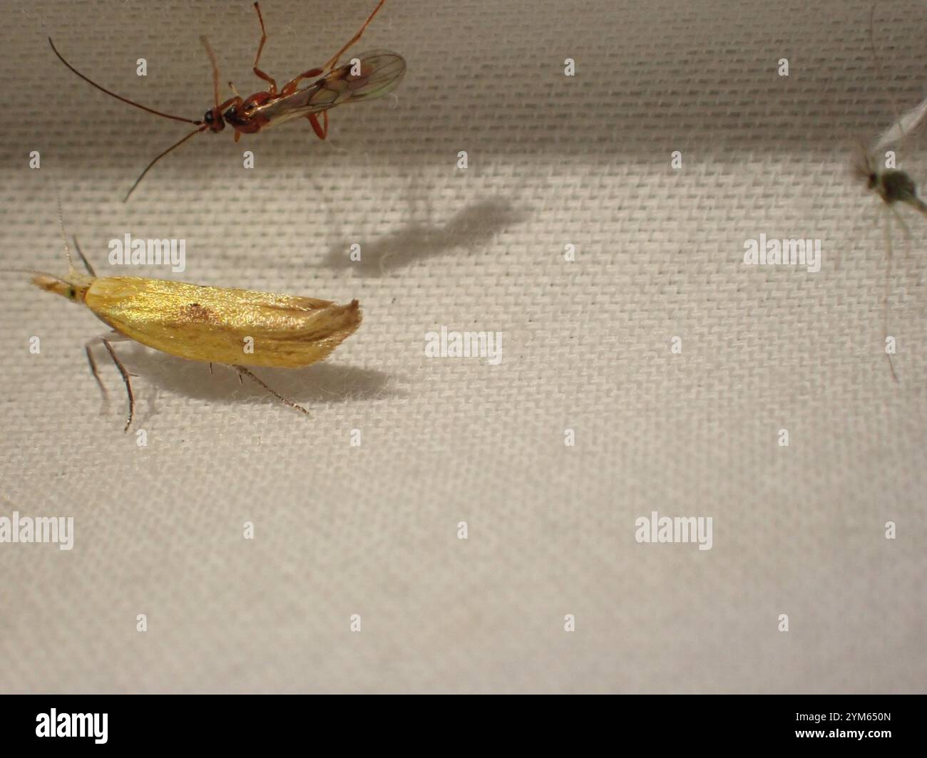 Canary Ypsolopha Moth (Ypsolopha canariella Stock Photo - Alamy