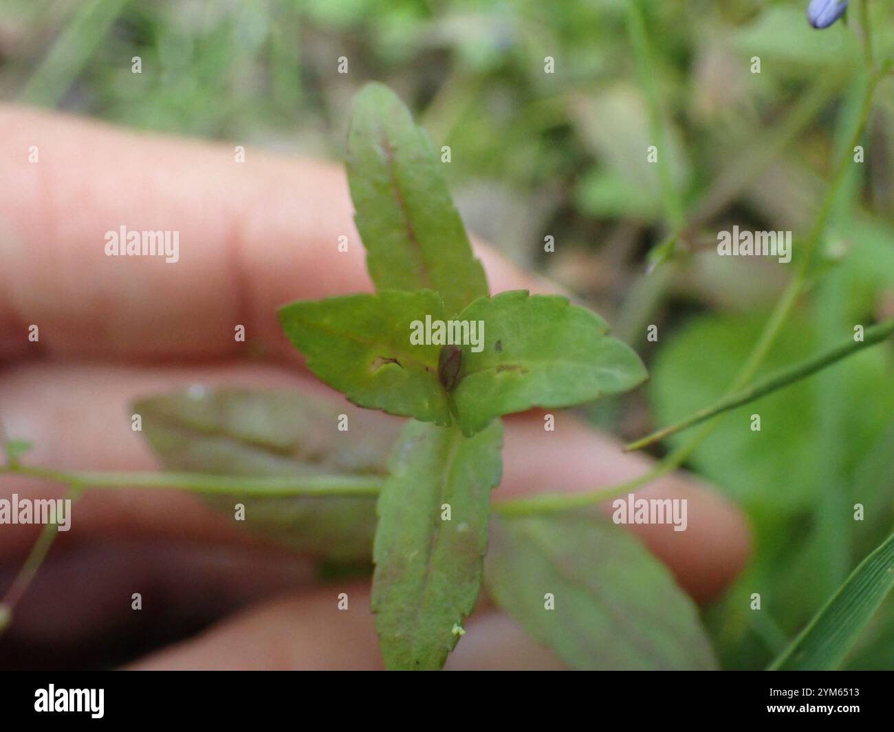 American brooklime hi-res stock photography and images - Alamy