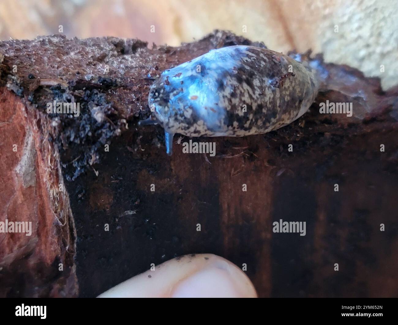 Carolina Mantleslug (Philomycus carolinianus Stock Photo - Alamy