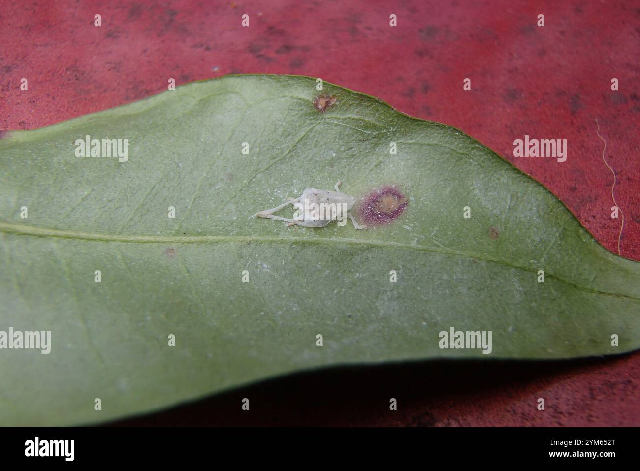 True Hoppers (Auchenorrhyncha Stock Photo - Alamy