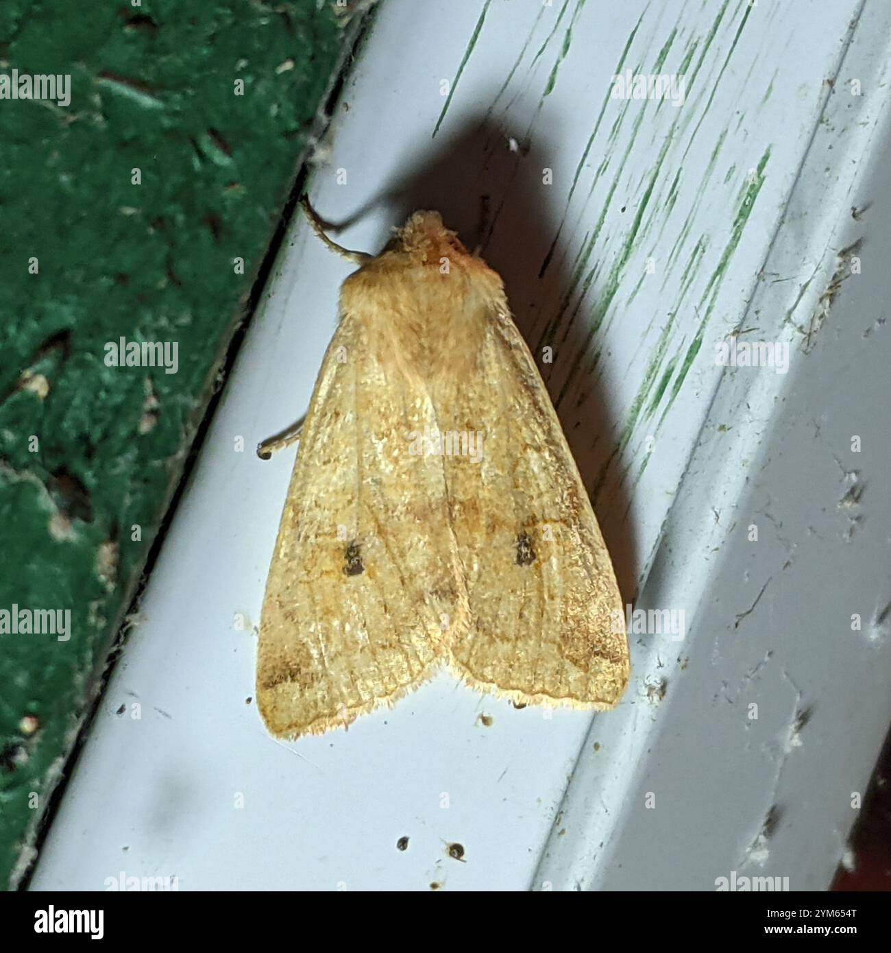 Moth shield hi-res stock photography and images - Alamy
