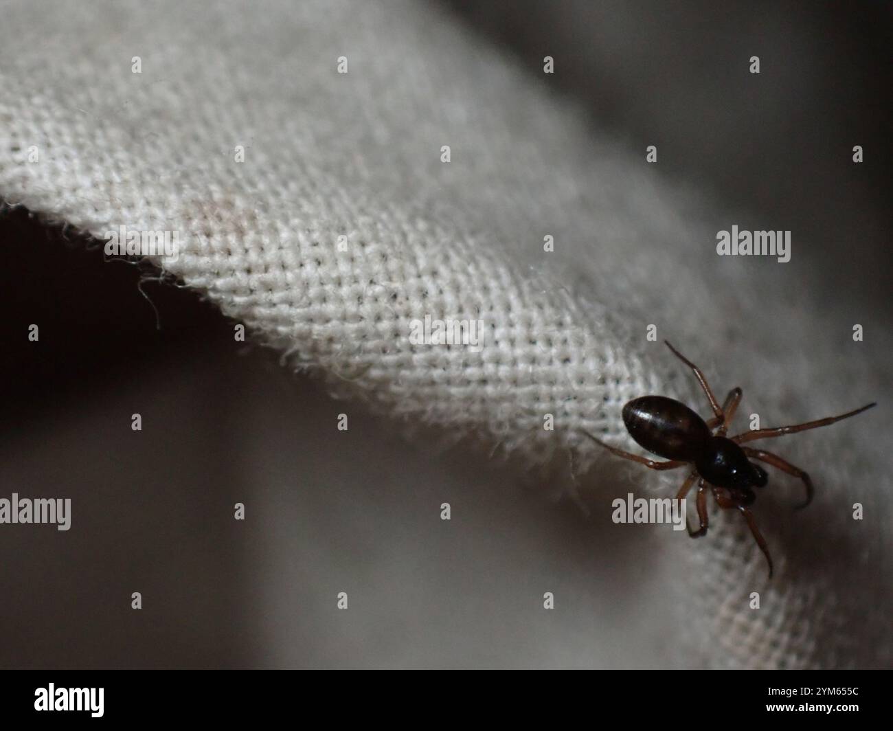 Dwarf Spiders (Erigoninae Stock Photo - Alamy