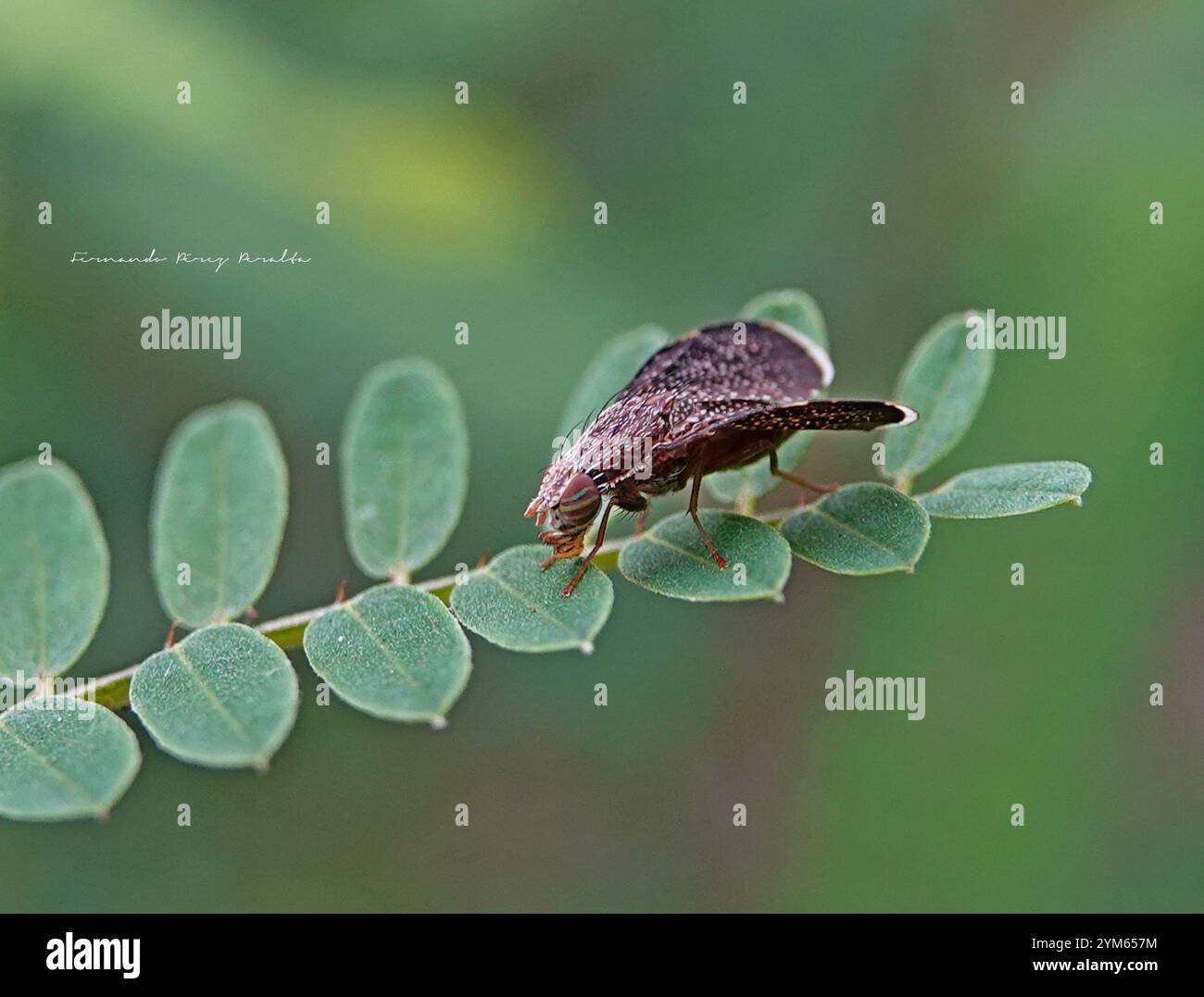 Eutreta hi-res stock photography and images - Alamy