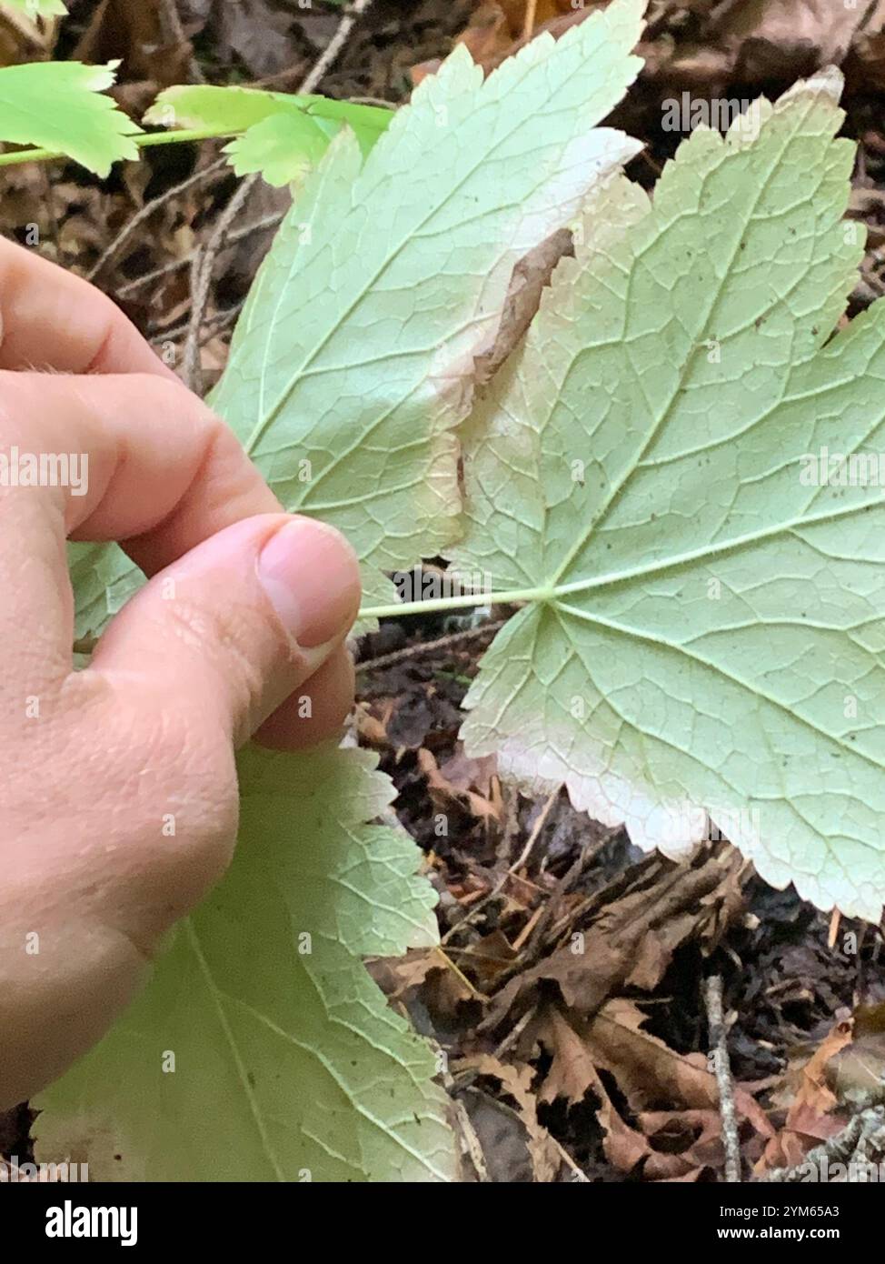 Tall Bugbane (Actaea elata Stock Photo - Alamy