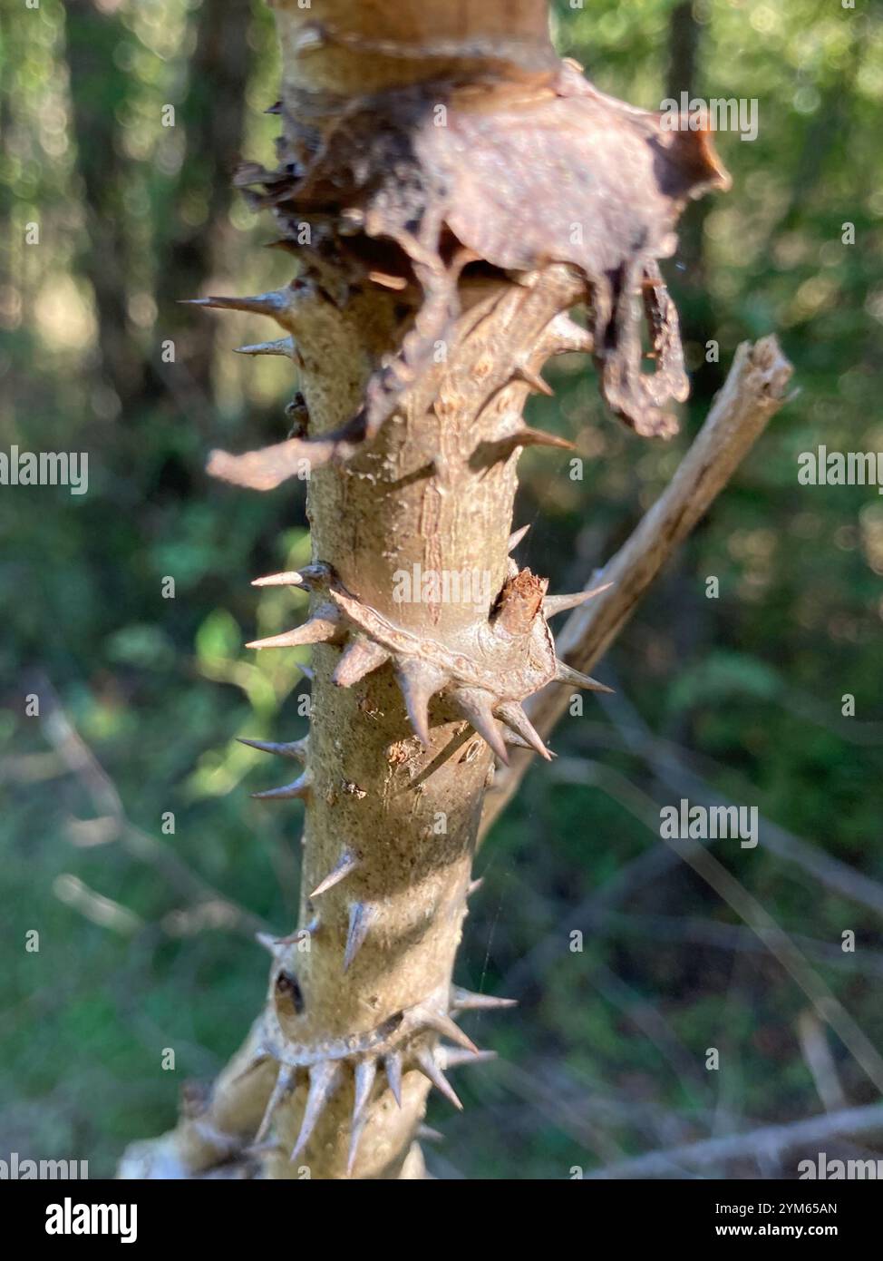 devil's walkingstick (Aralia spinosa Stock Photo - Alamy