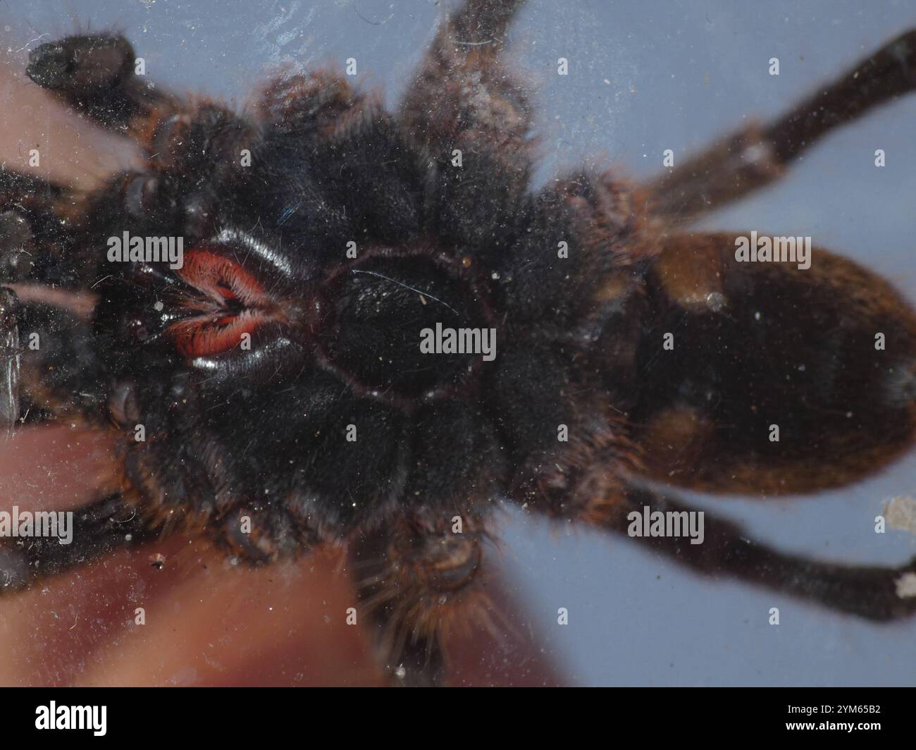 Common Trapdoor Baboon Spider (Idiothele nigrofulva Stock Photo - Alamy