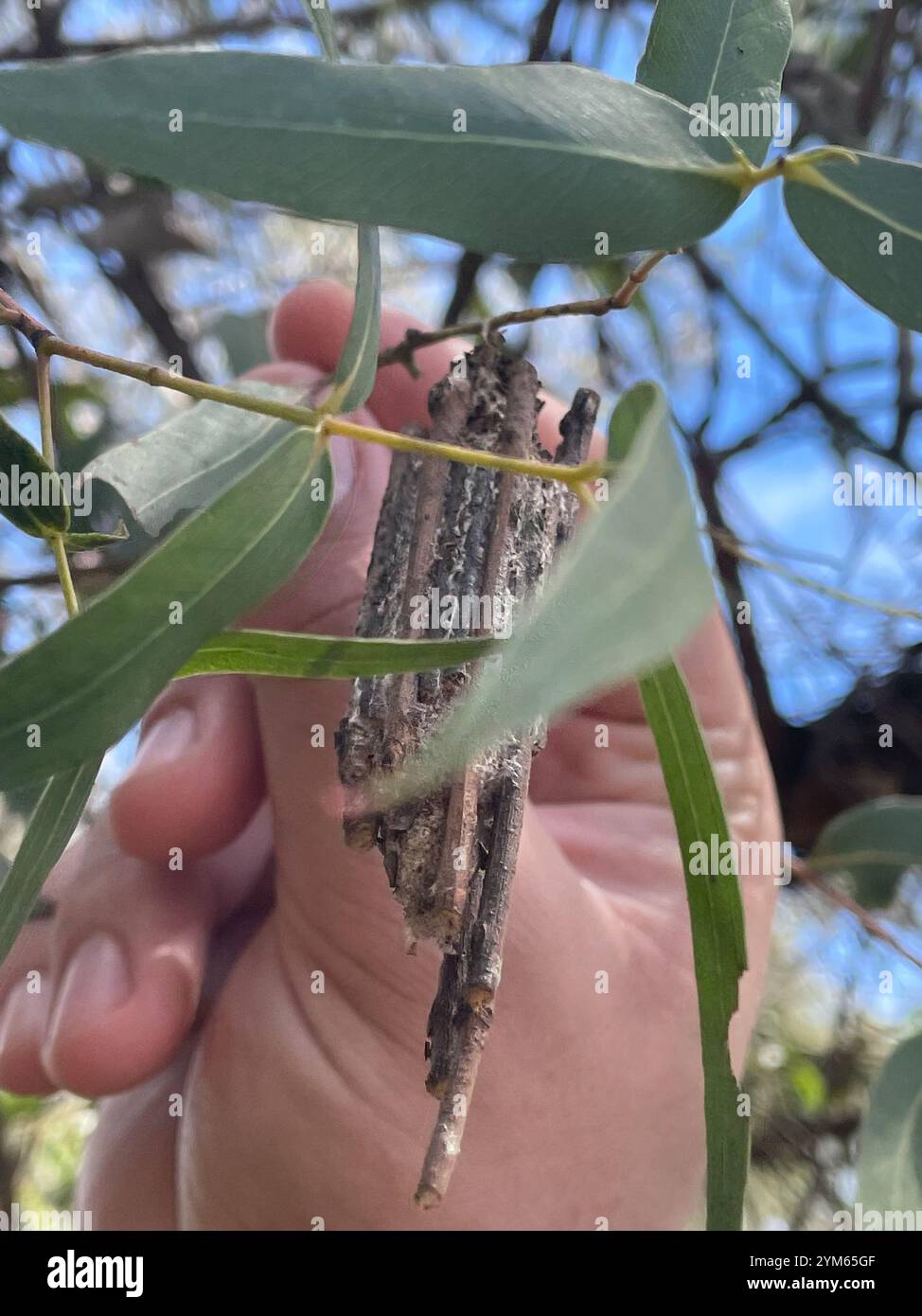 Case Moths (Clania Stock Photo - Alamy