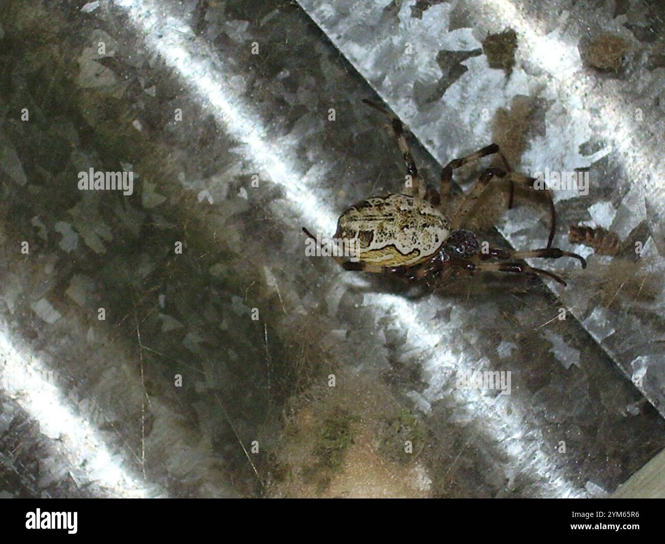 Nephilingis cruentata hi-res stock photography and images - Alamy