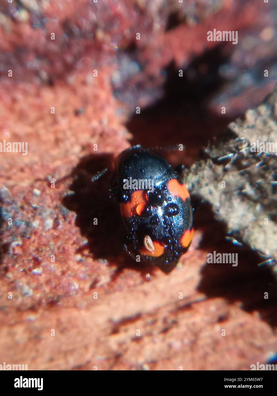 Orange-spotted Scaphidium (Scaphidium quadrimaculatum Stock Photo - Alamy