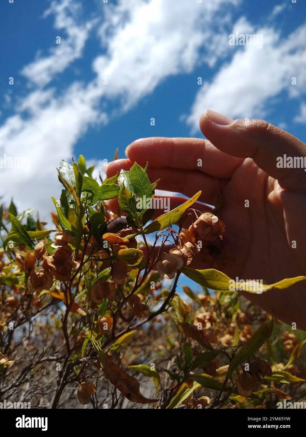 Koa bug hi-res stock photography and images - Alamy