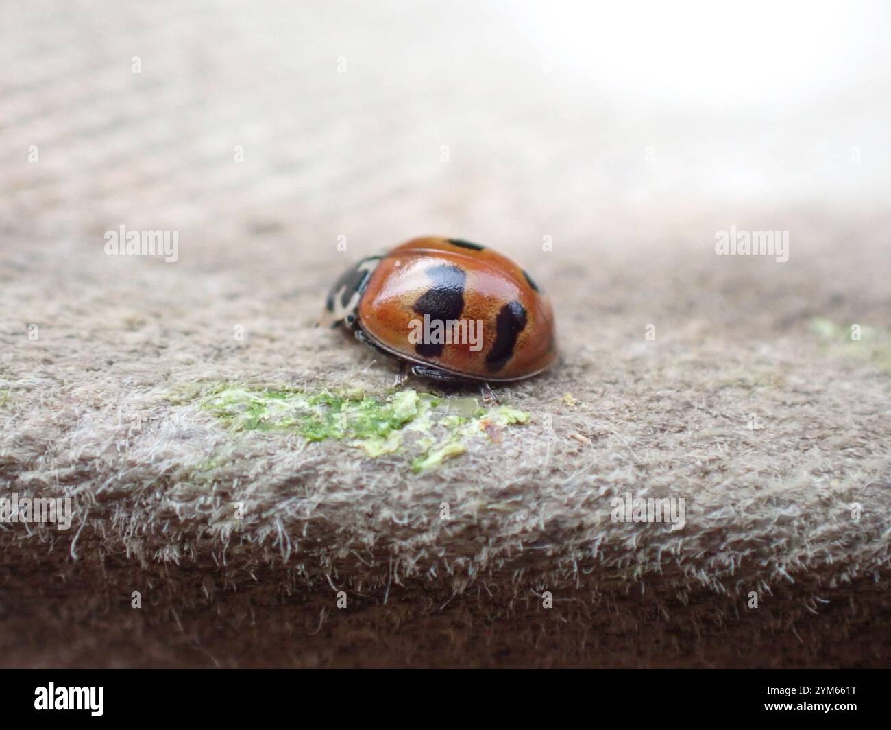 Two-spotted Lady Beetle (Adalia bipunctata Stock Photo - Alamy