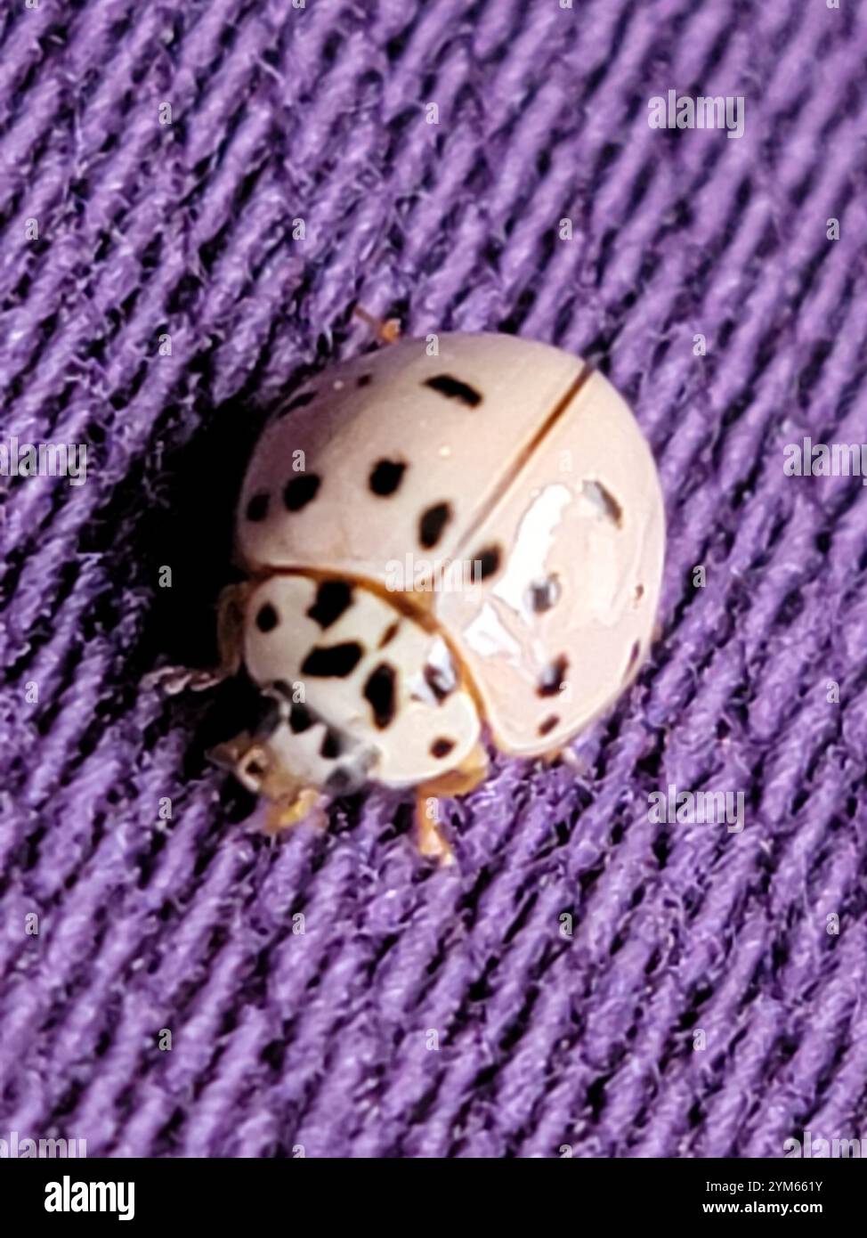 Ashy gray lady beetle hi-res stock photography and images - Alamy