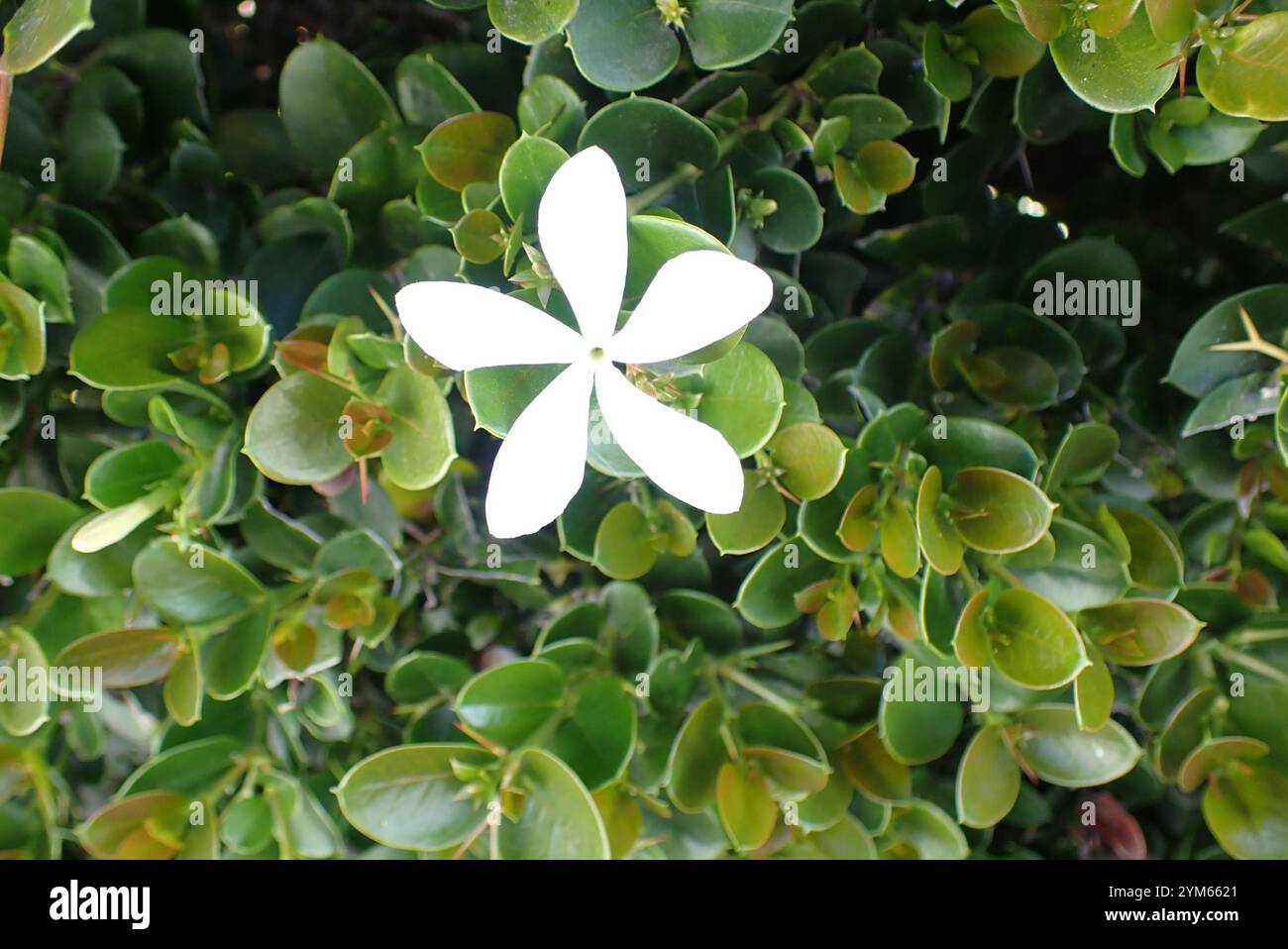 Natal Plum (Carissa macrocarpa Stock Photo - Alamy