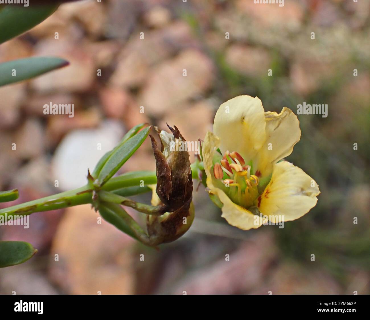Roepera hi-res stock photography and images - Alamy