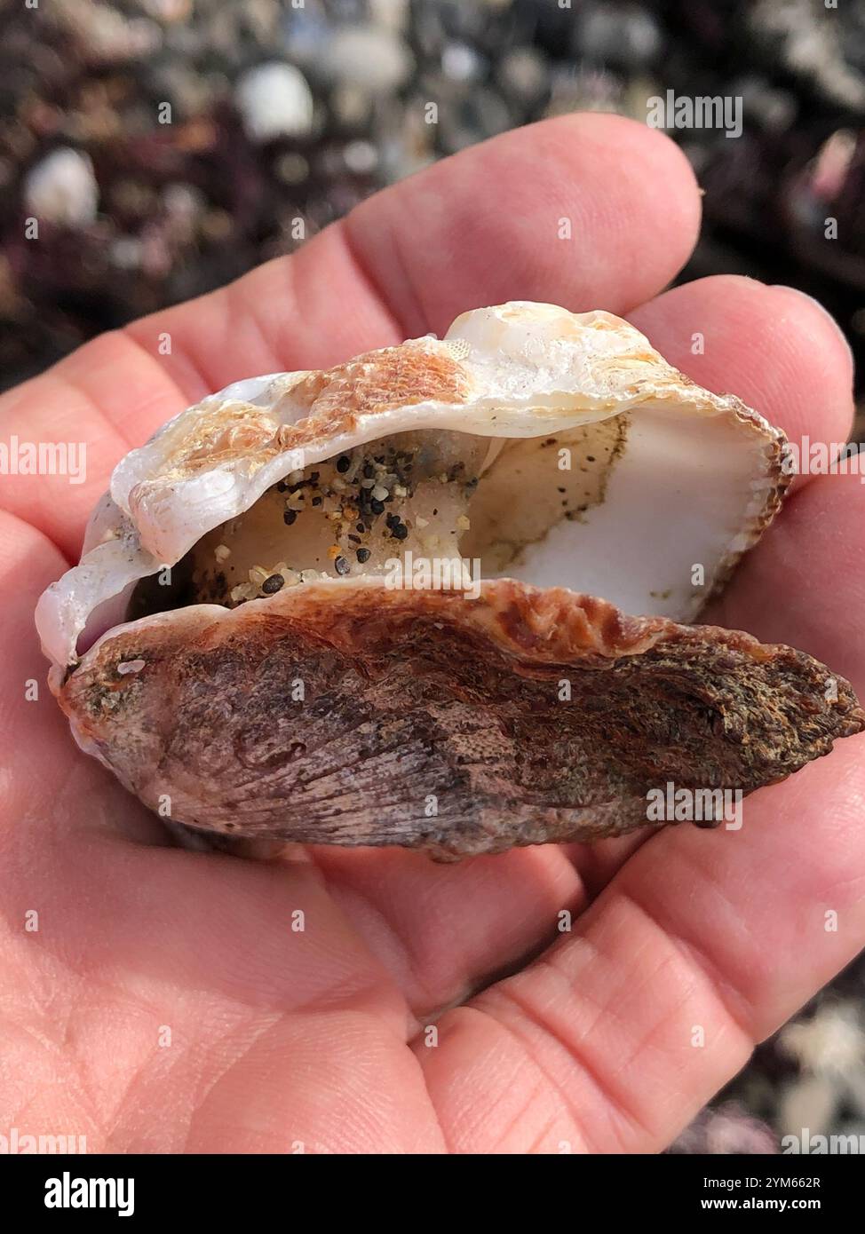 Giant Rock Scallop (Crassadoma gigantea Stock Photo - Alamy