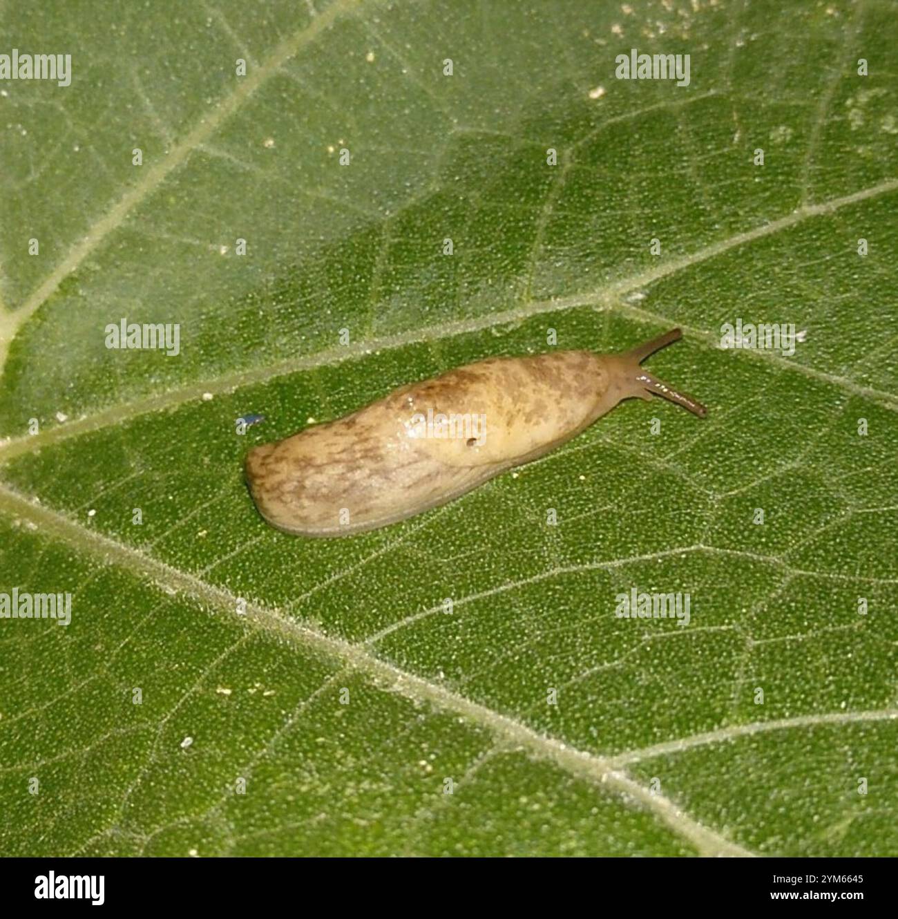 Milky slug hi-res stock photography and images - Alamy