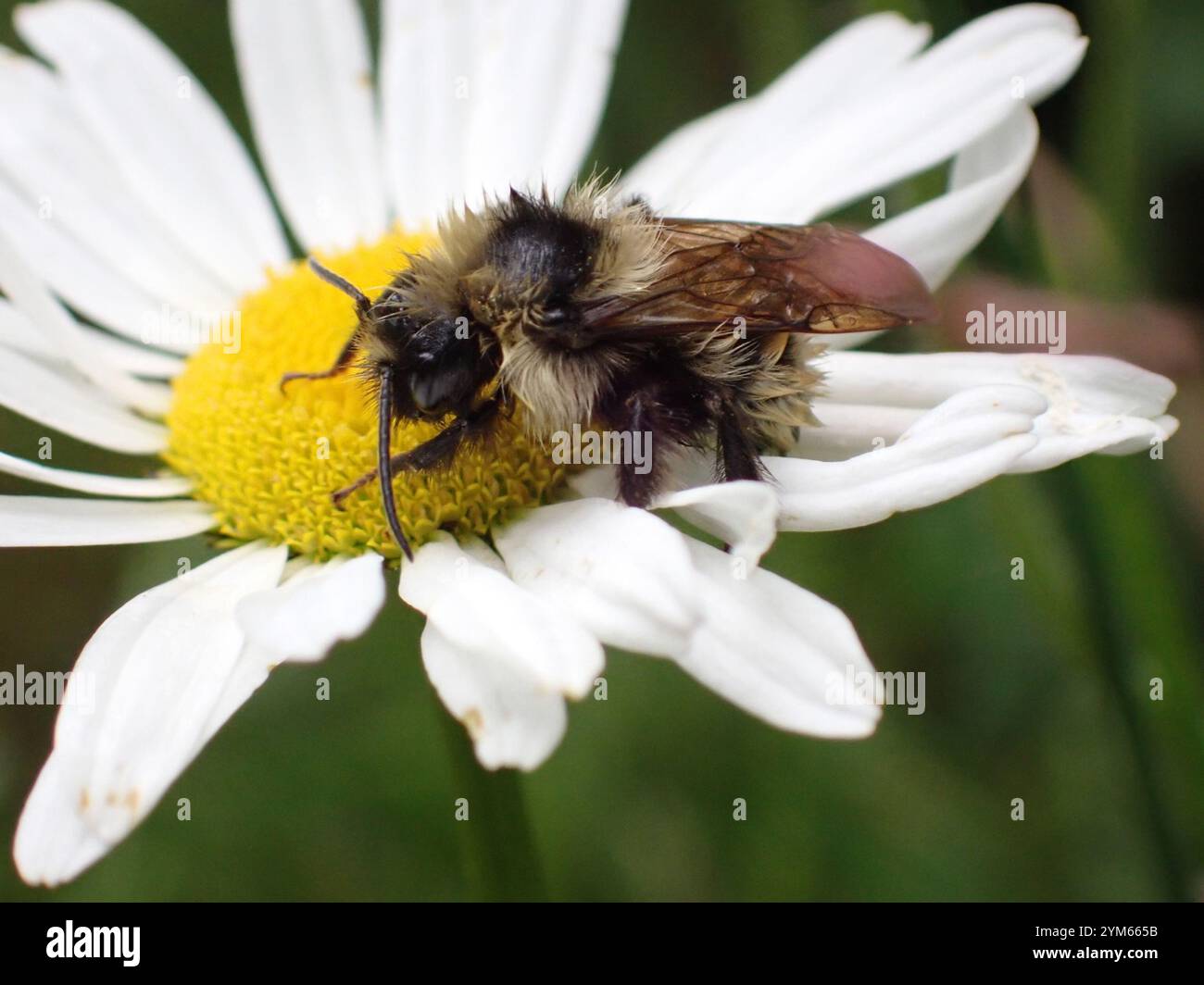 Indiscriminate Cuckoo Bumble Bee (Bombus insularis Stock Photo - Alamy