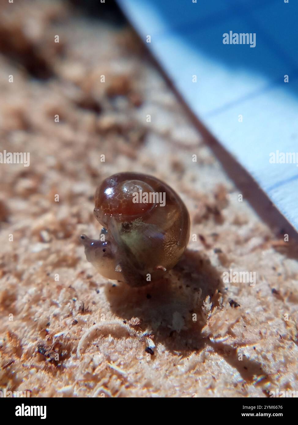 Glass Snails (Vitrinidae Stock Photo - Alamy