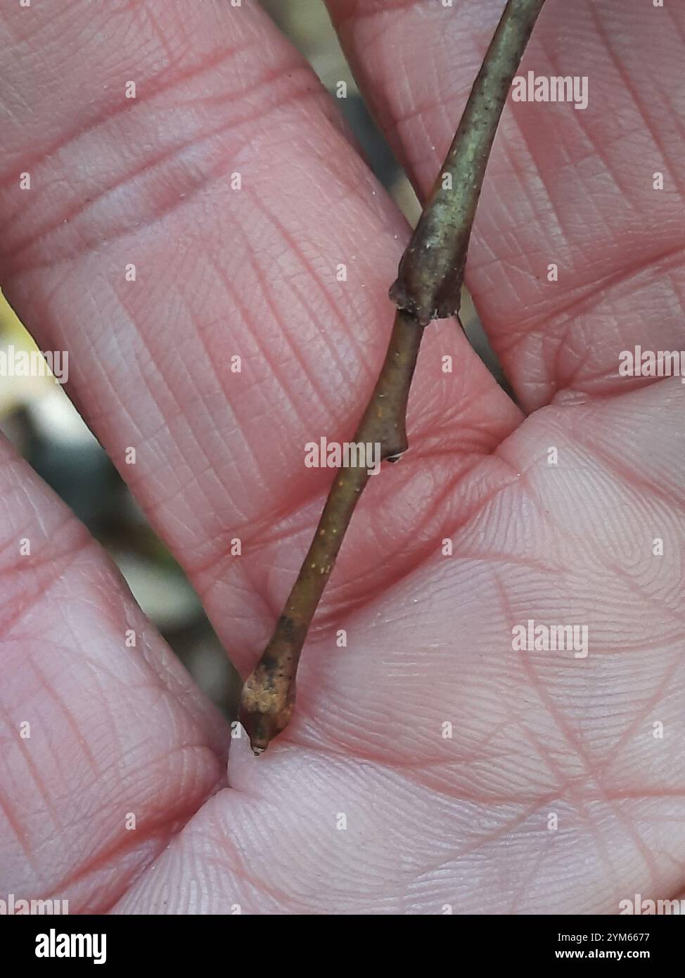 eastern leatherwood (Dirca palustris Stock Photo - Alamy