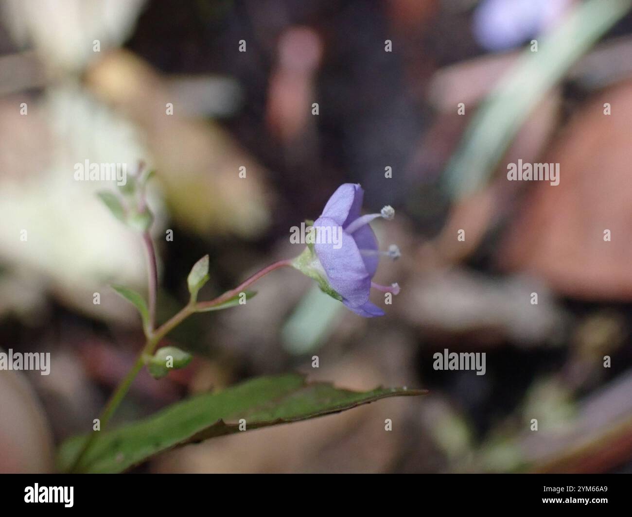 American brooklime hi-res stock photography and images - Alamy