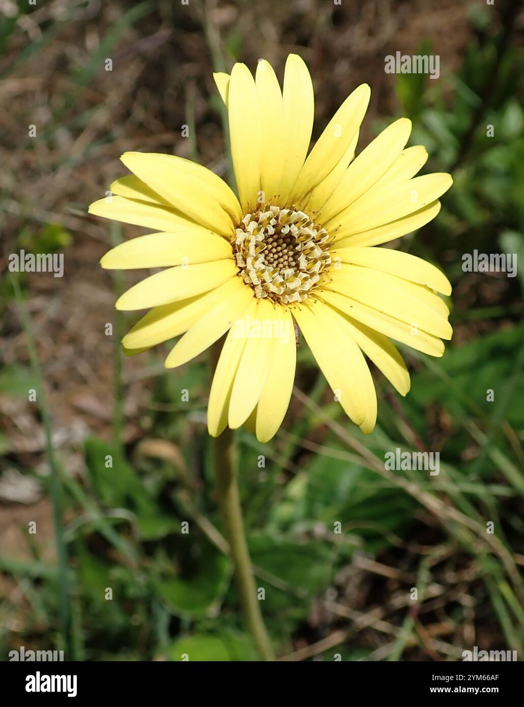 Butter Gerbera (Gerbera ambigua Stock Photo - Alamy