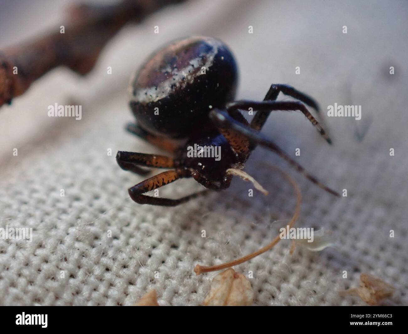 Ant-eating Spiders (Euryopis Stock Photo - Alamy
