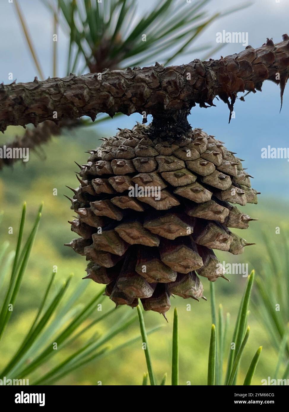 pitch pine (Pinus rigida Stock Photo - Alamy