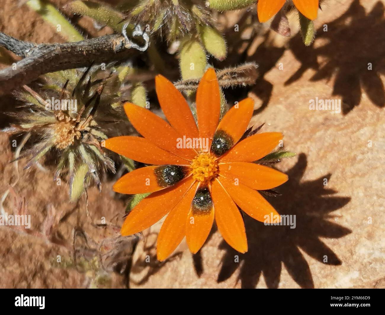 Gorteria diffusa diffusa hi-res stock photography and images - Alamy