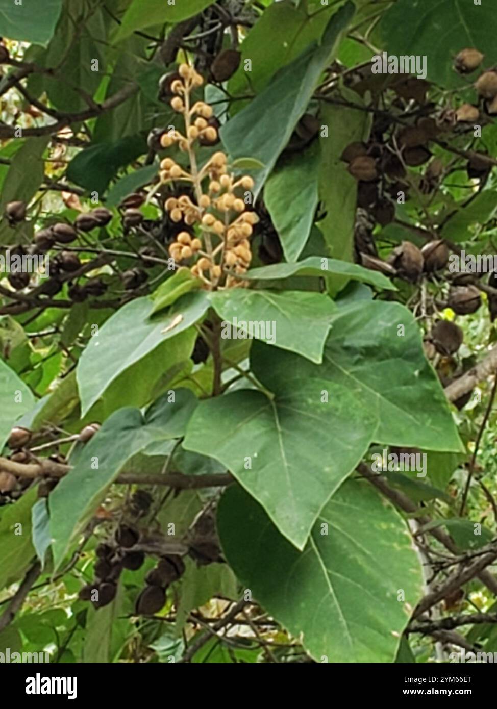 princess tree (Paulownia tomentosa Stock Photo - Alamy