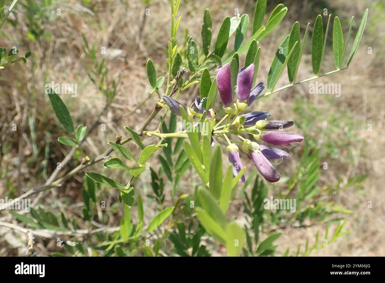 Cork Bush (Mundulea sericea Stock Photo - Alamy