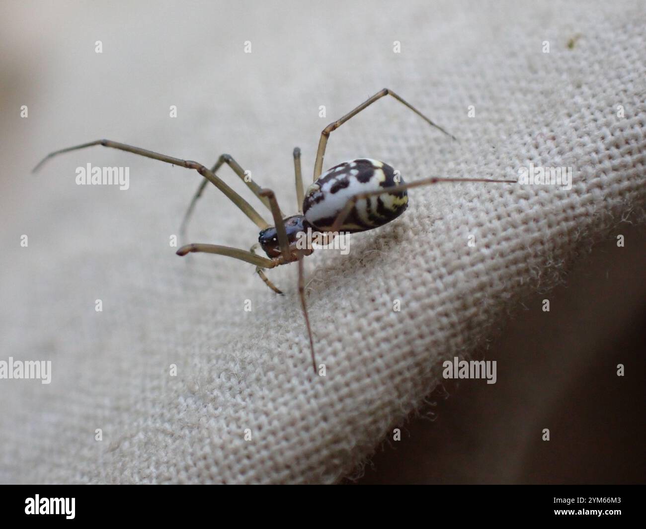Filmy dome spider hi-res stock photography and images - Alamy
