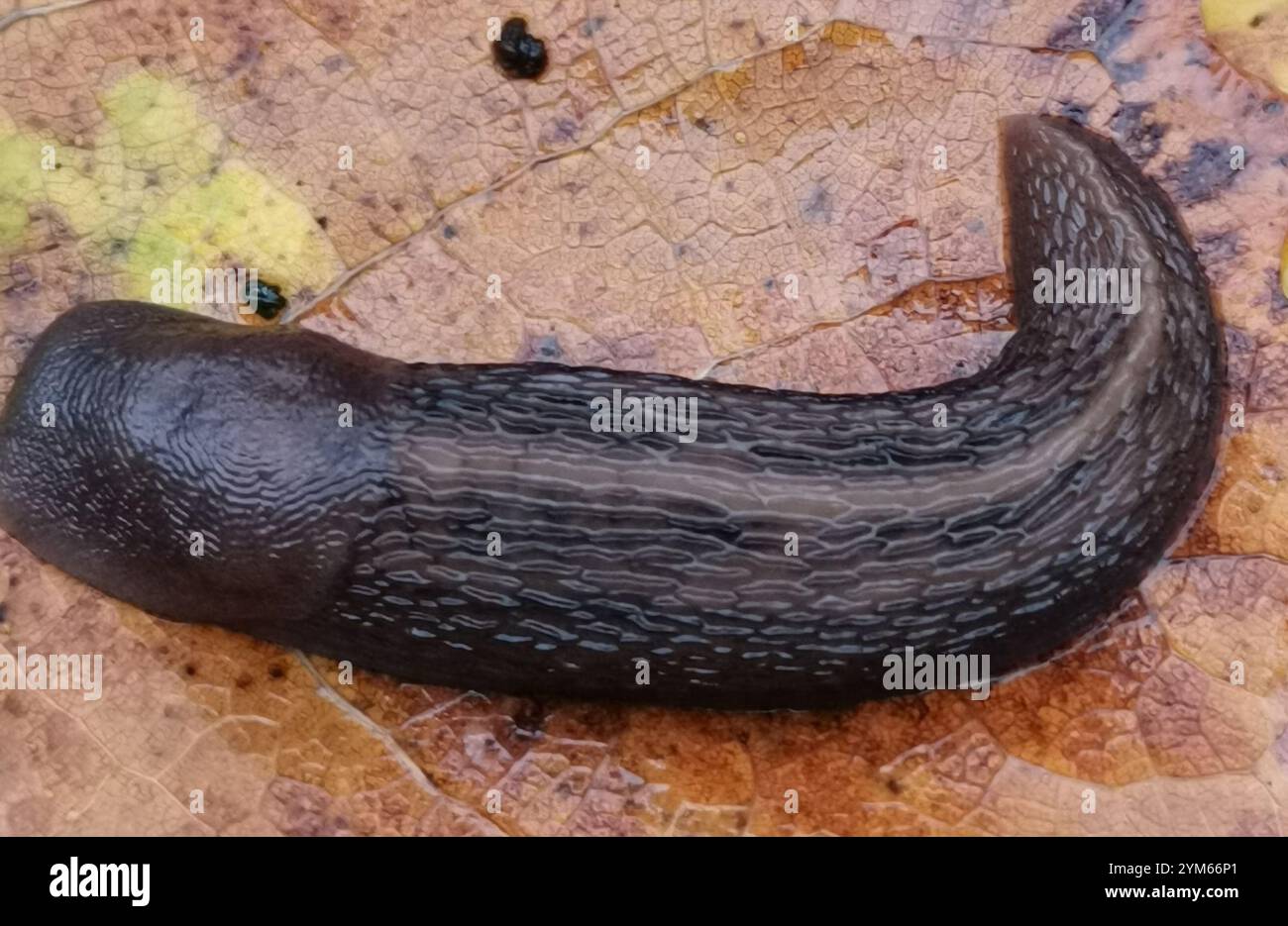 Ash-black Slug (Limax cinereoniger Stock Photo - Alamy