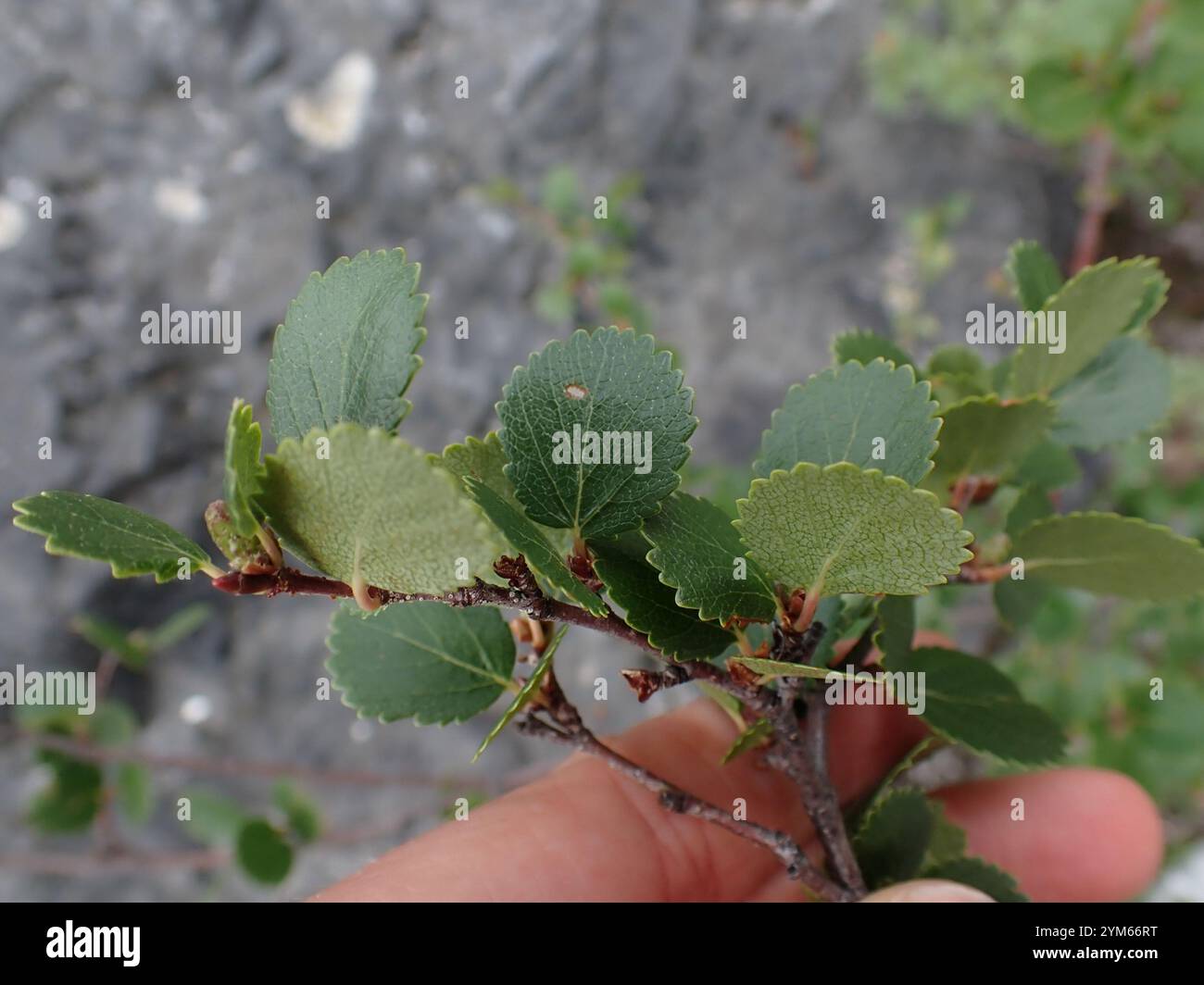 dwarf resin birch (Betula glandulosa Stock Photo - Alamy