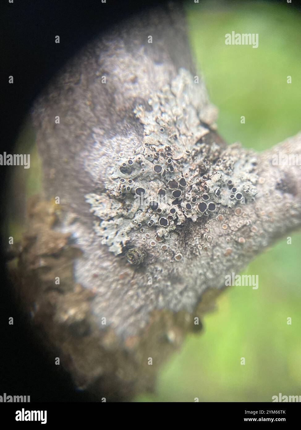 Pepper-Spore Lichens (Rinodina Stock Photo - Alamy