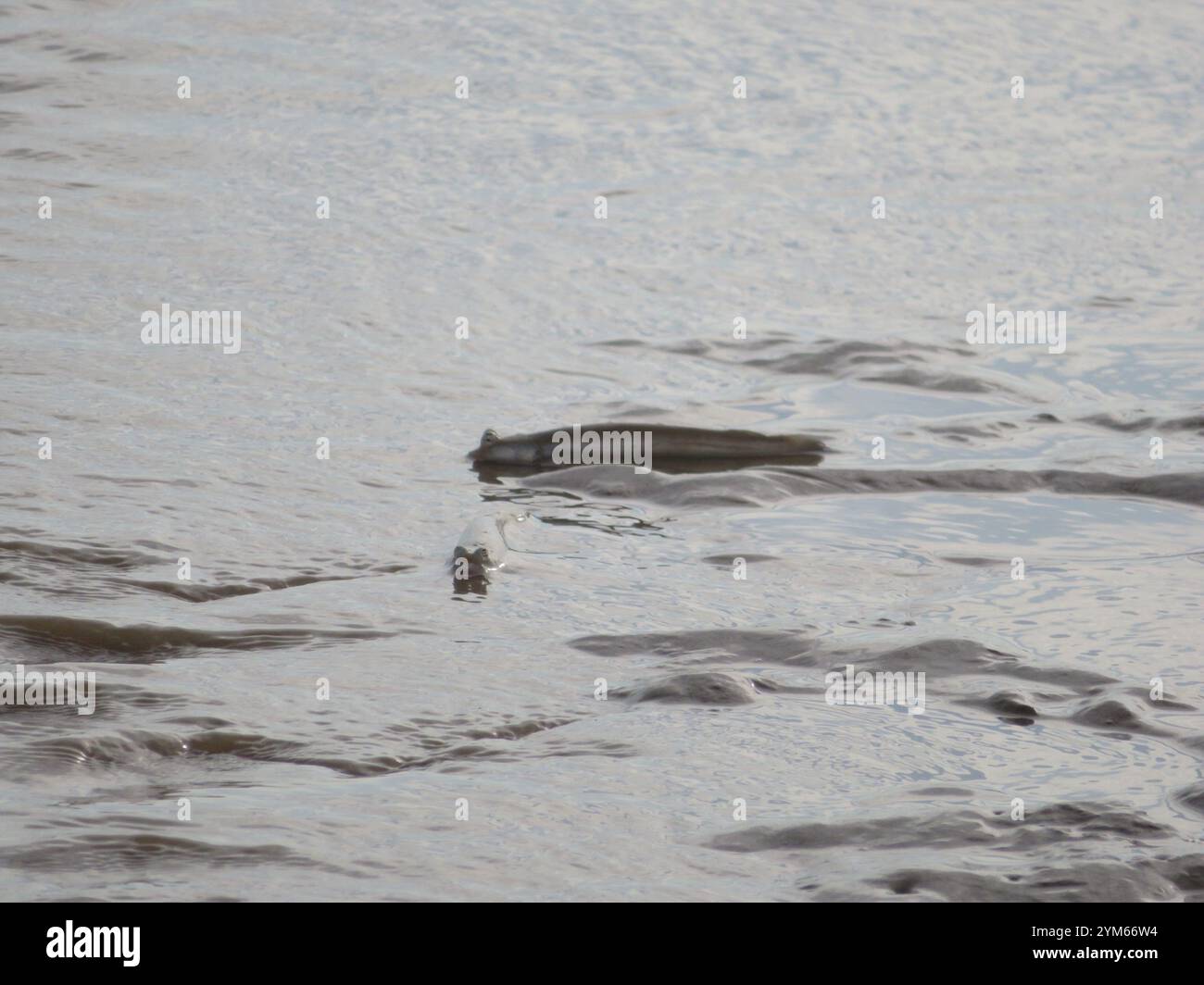 Four eyed fish hi-res stock photography and images - Alamy