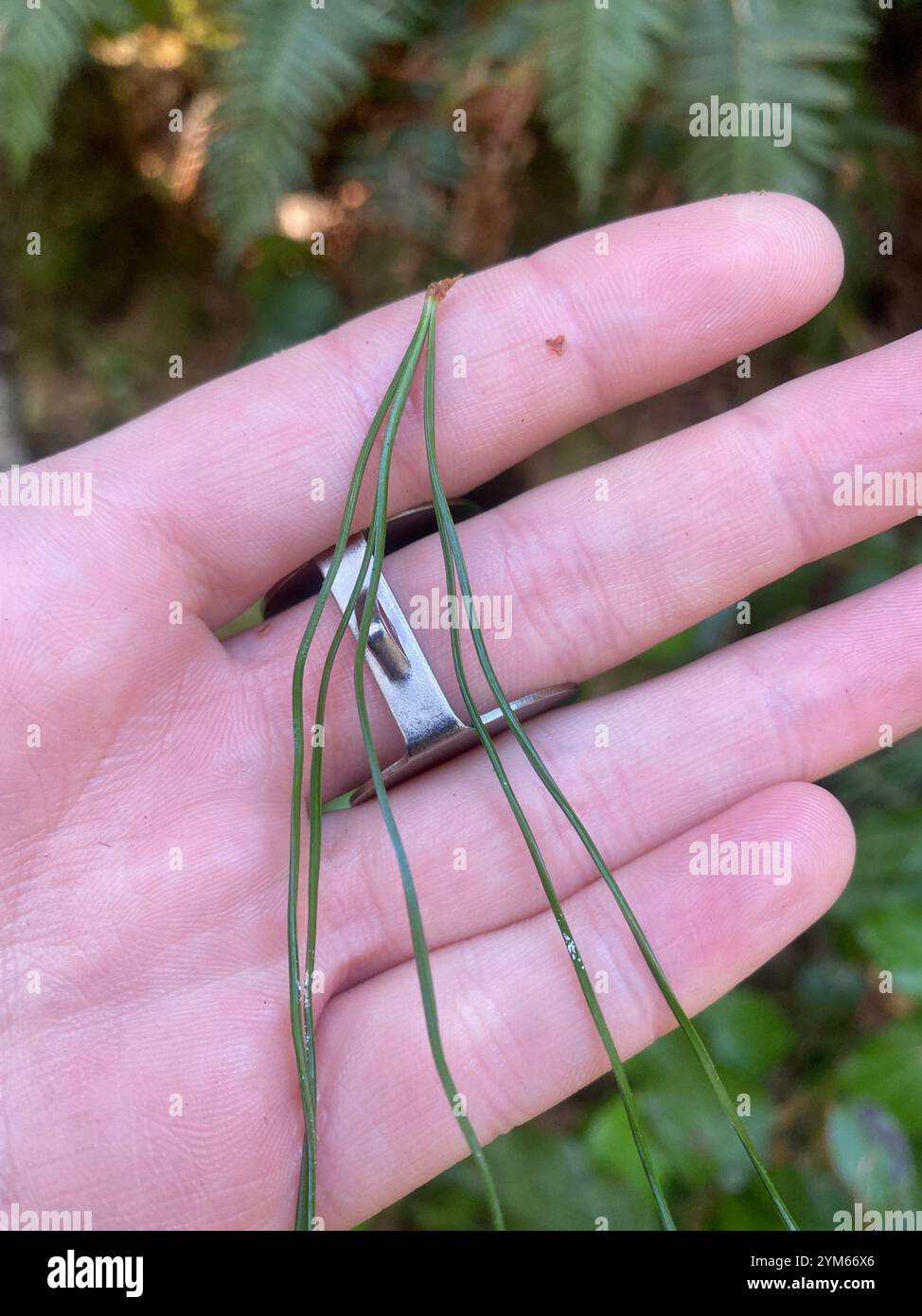 western white pine (Pinus monticola Stock Photo - Alamy