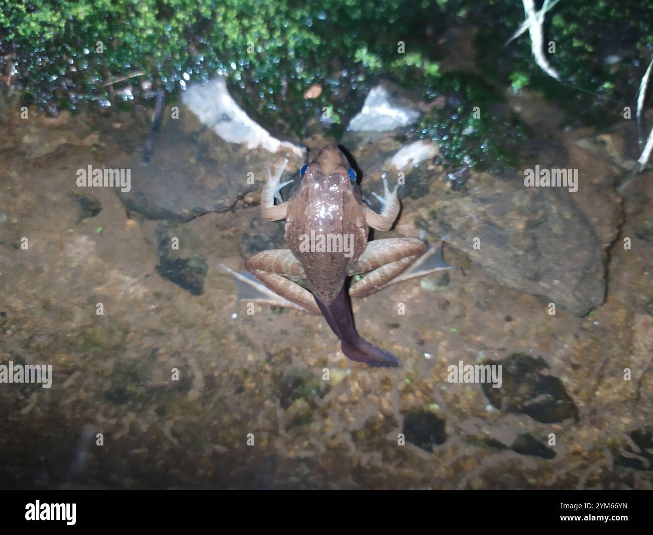 Common River Frog (Amietia delalandii Stock Photo - Alamy