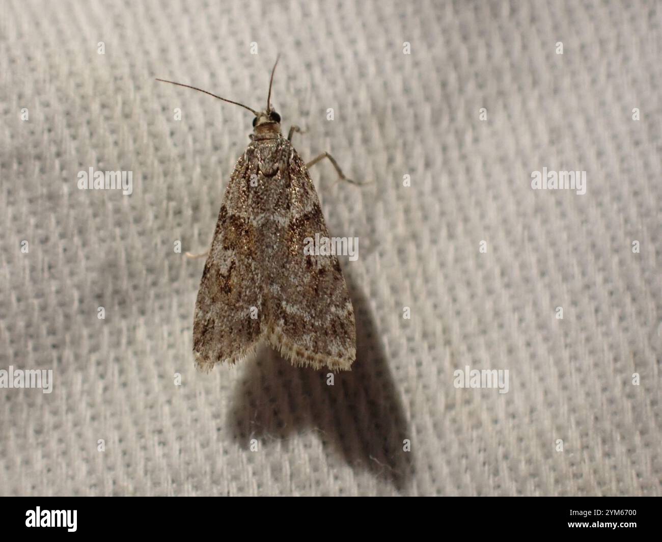Double-striped Scoparia Moth (Scoparia biplagialis Stock Photo - Alamy