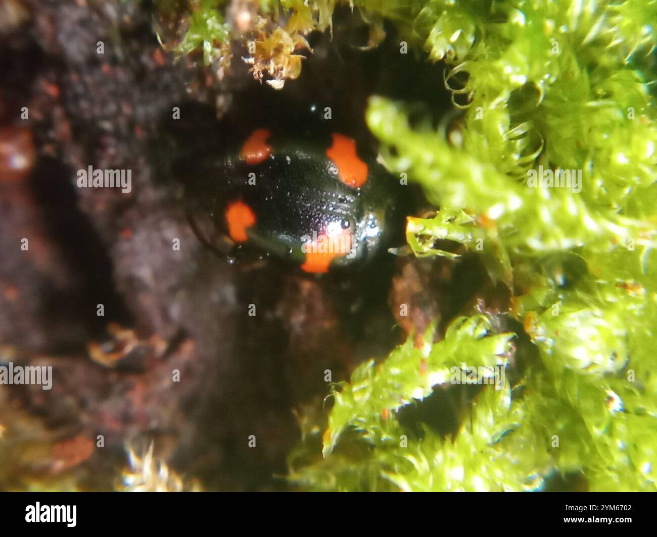 Orange-spotted Scaphidium (Scaphidium quadrimaculatum Stock Photo - Alamy
