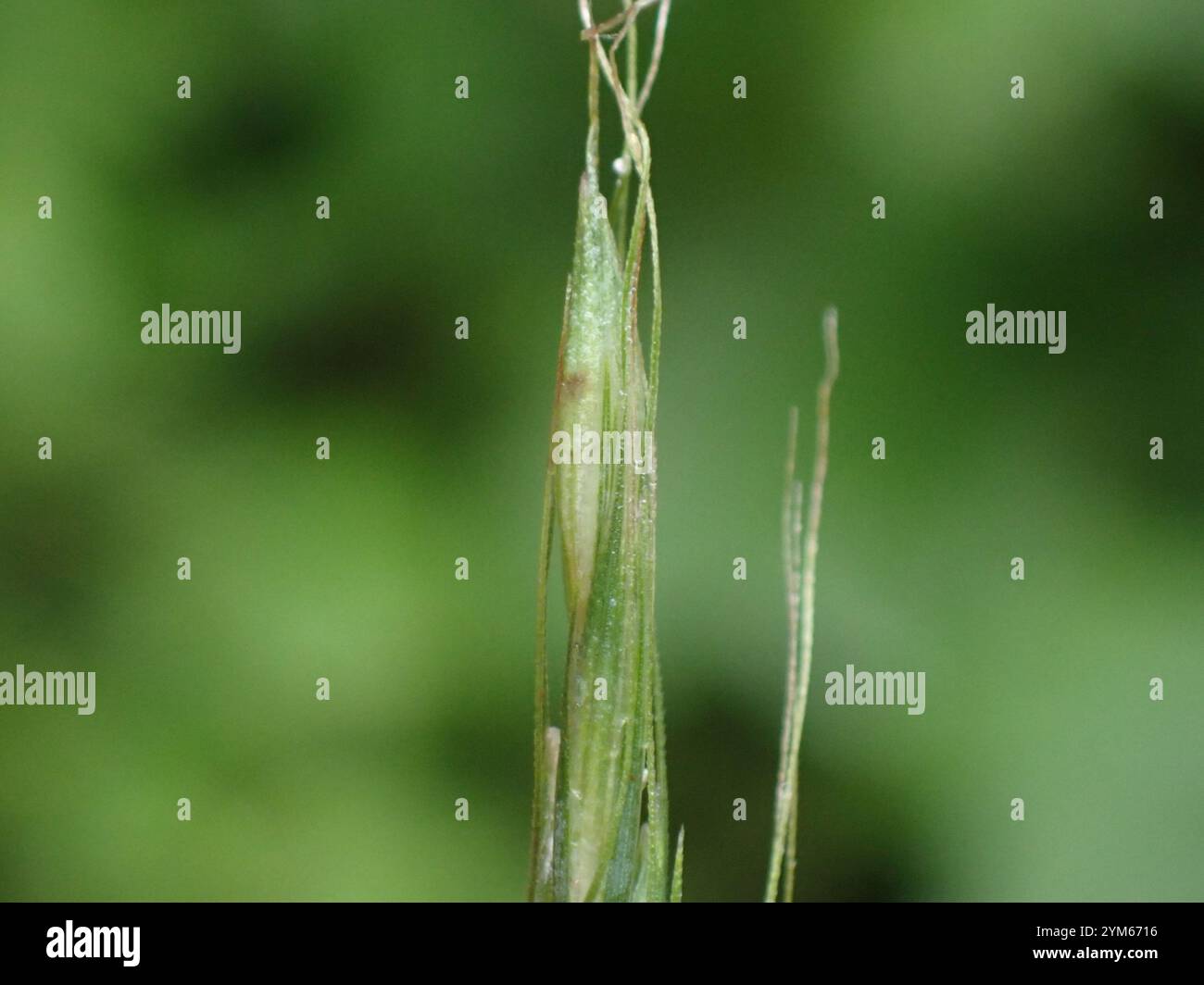 blue wild rye (Elymus glaucus Stock Photo - Alamy