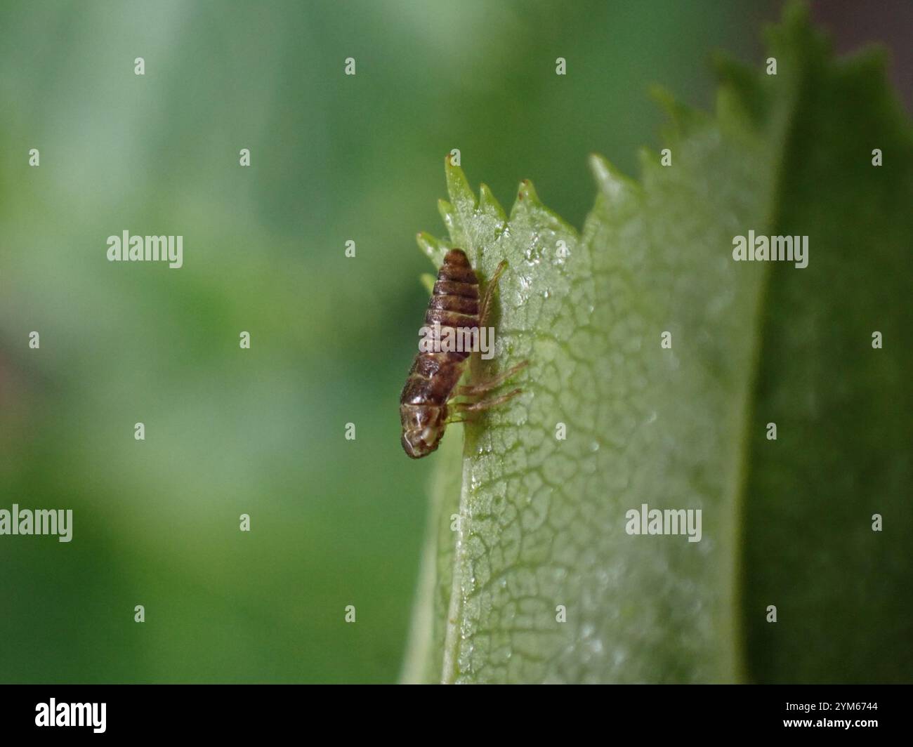 Typical Leafhoppers (Cicadellidae Stock Photo - Alamy