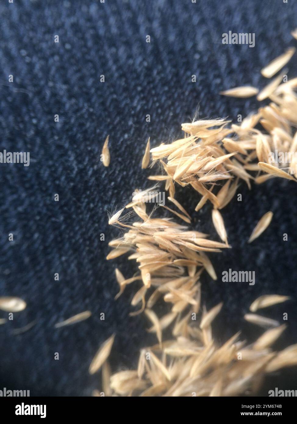 canadian bluejoint (Calamagrostis canadensis Stock Photo - Alamy