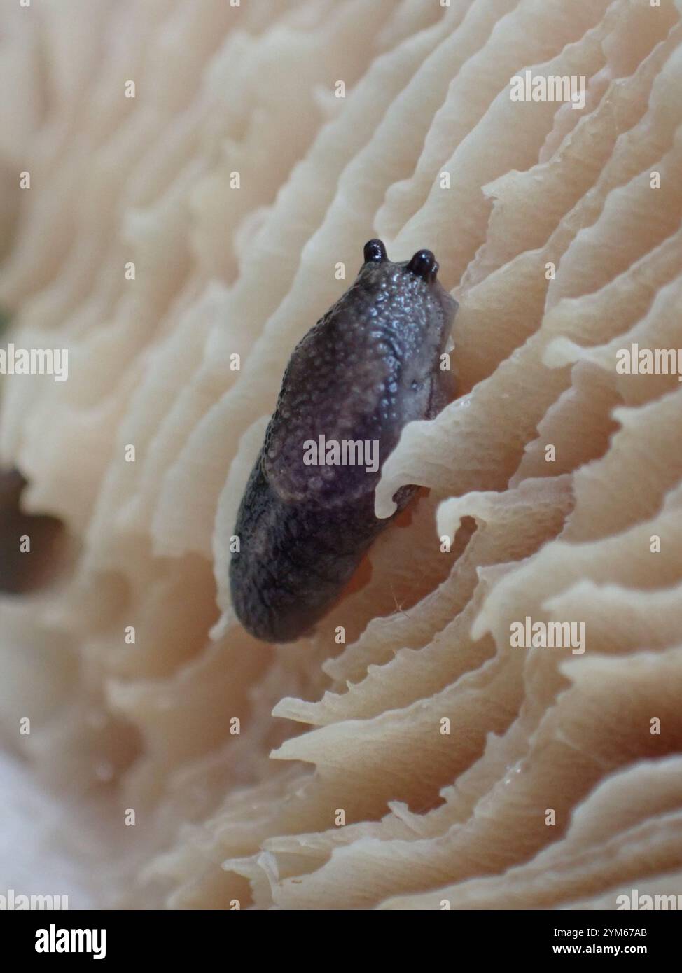 Taildropper Slugs (Prophysaon Stock Photo - Alamy