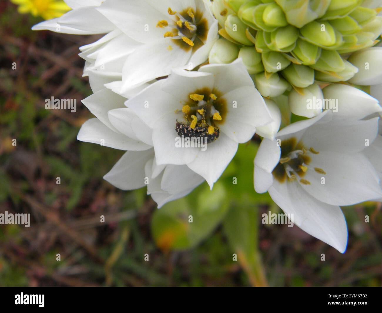 Common Dotted Fruit Chafer (Oxythyrea marginalis Stock Photo - Alamy