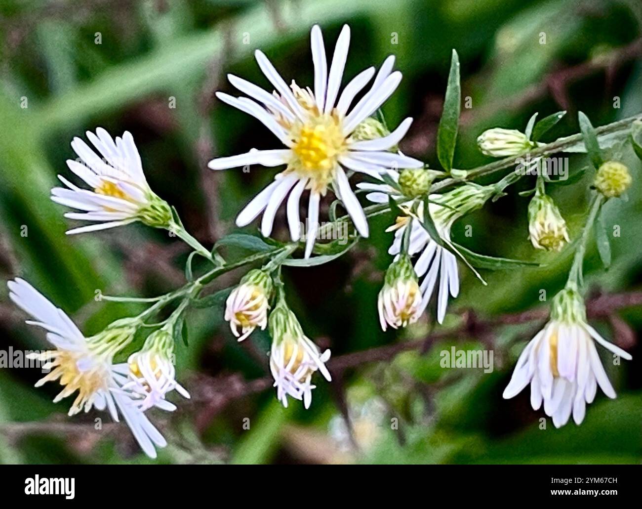 Oldfield aster hi-res stock photography and images - Alamy