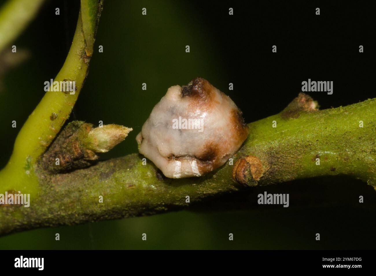 Wax Scales (Ceroplastes Stock Photo - Alamy